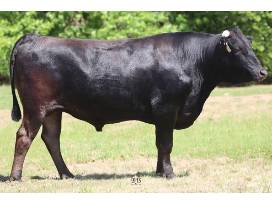 Southern Cattle Co | Powered By GiveSmart