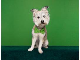 Wish Upon a Wag | Powered By GiveSmart