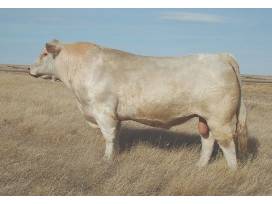 Southern Cattle Co | Powered By GiveSmart