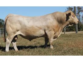 Southern Cattle Co | Powered By GiveSmart