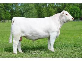 Southern Cattle Co | Powered By GiveSmart