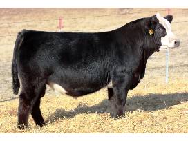 Southern Cattle Co | Powered By GiveSmart