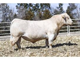 Southern Cattle Co | Powered By GiveSmart