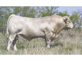 Southern Cattle Co | Powered By GiveSmart