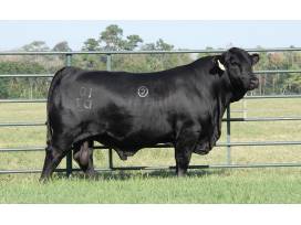 Southern Cattle Co | Powered By GiveSmart