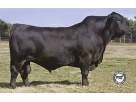 Southern Cattle Co | Powered By GiveSmart