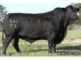 Southern Cattle Co | Powered By GiveSmart