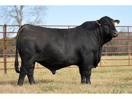 Southern Cattle Co | Powered By GiveSmart