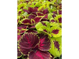 Dominican Center | Powered By GiveSmart