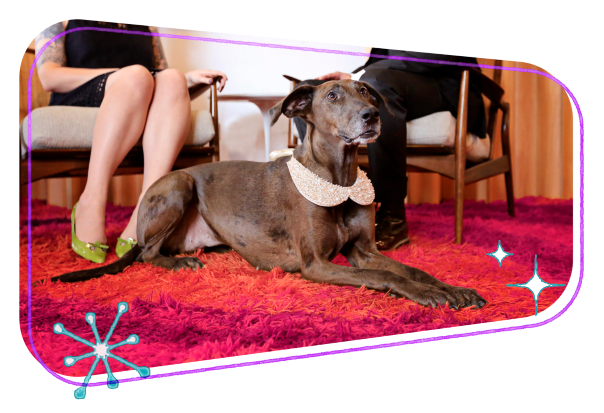 Wags to Wishes 2020 | Powered By GiveSmart