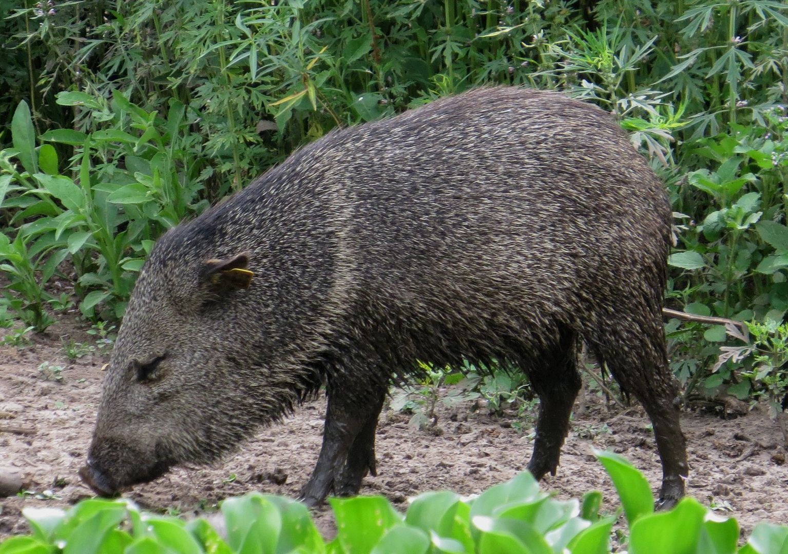 Cocinas del Pacífico Afrocolombiano