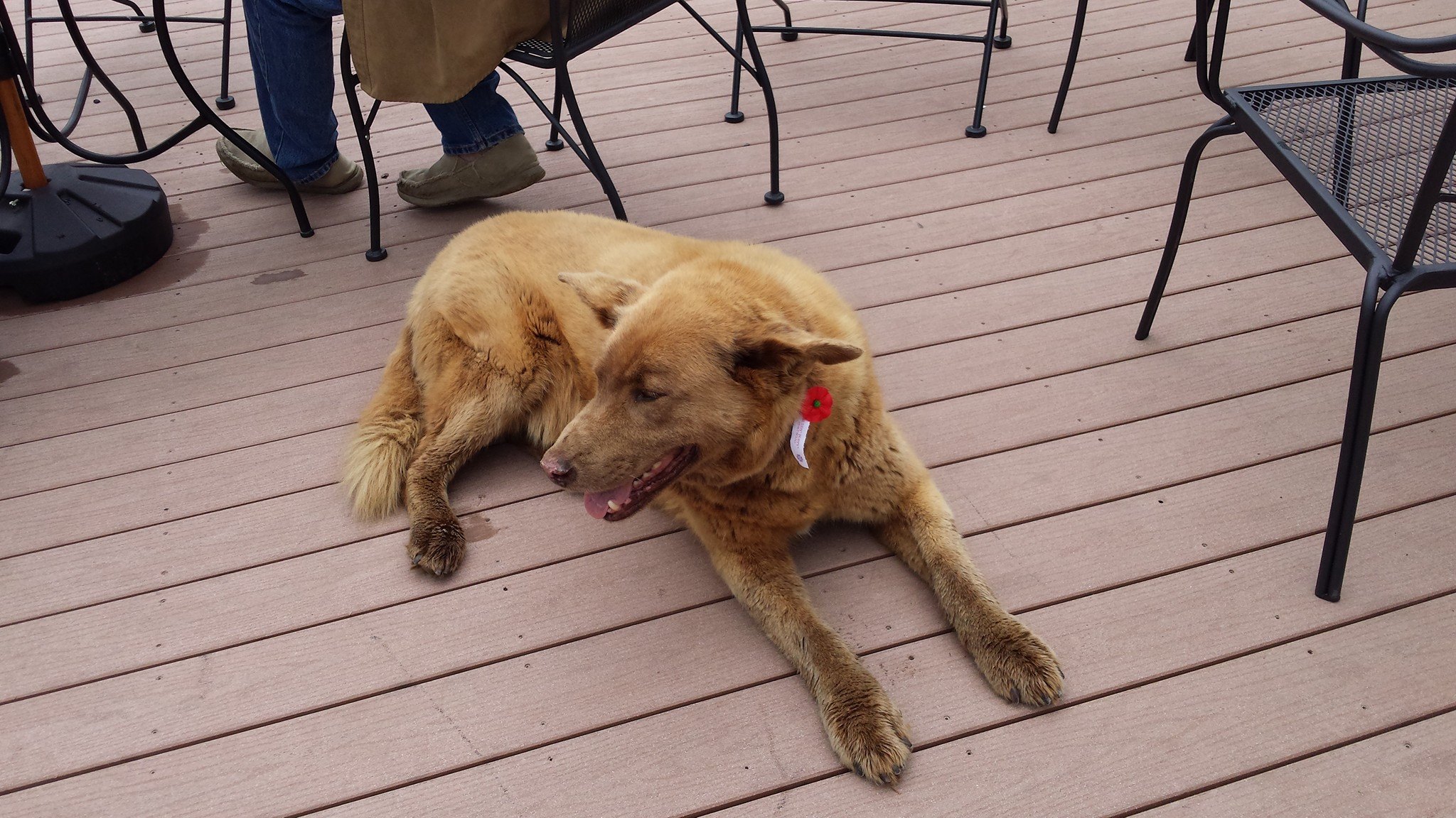 Bruno the Dog | Wiki | Everipedia