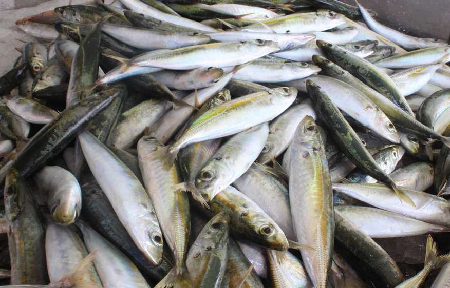 Retrouvez Le marché au poisson de Fort-de-France Martinique grâce à ...