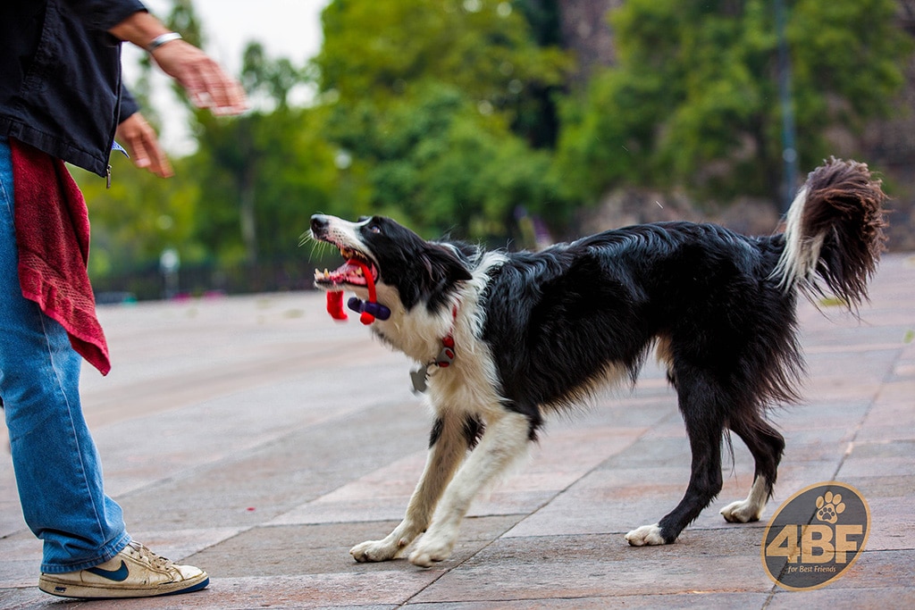 Case Study: 4BF Skyrocketing Success with Trade Shows - EXHIB-IT! Blog ...