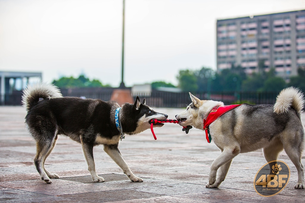 Case Study: 4BF Skyrocketing Success with Trade Shows - EXHIB-IT! Blog ...