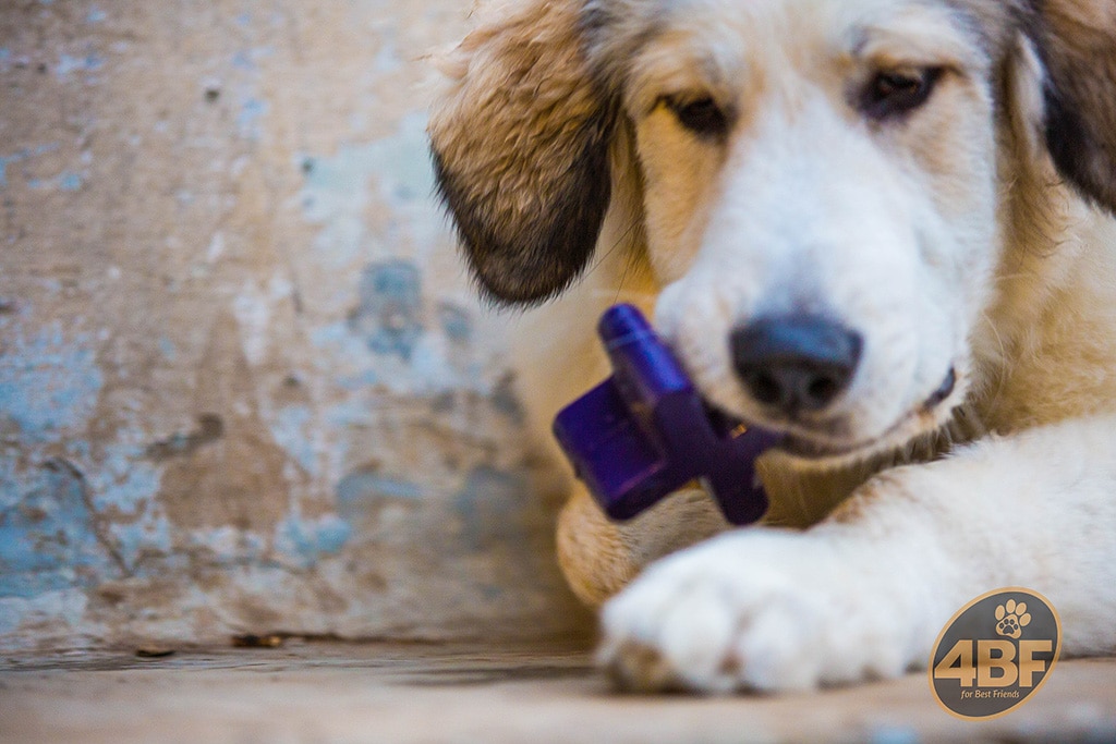 Case Study: 4BF Skyrocketing Success with Trade Shows - EXHIB-IT! Blog ...