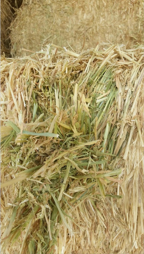 Barley Hay 8x4x3 1000 x 550 KG Approx Bales & Shedded.