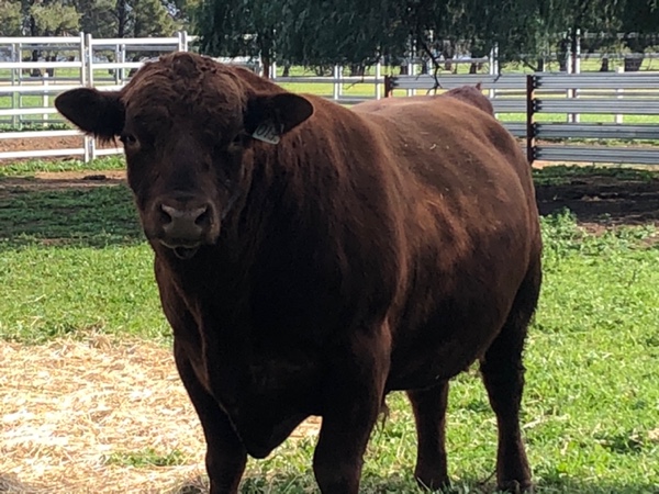 2.5 yr old Red Angus Bull for sale | Livestock - Beef Cattle