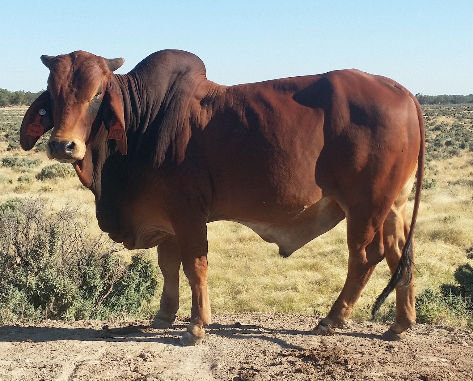 Brahman Registered Stud Bull, 35 Months old. | Livestock - Beef