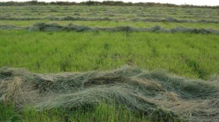 2000 Kg X Teff Grass Seed Makes High Quality Hay From Multiple