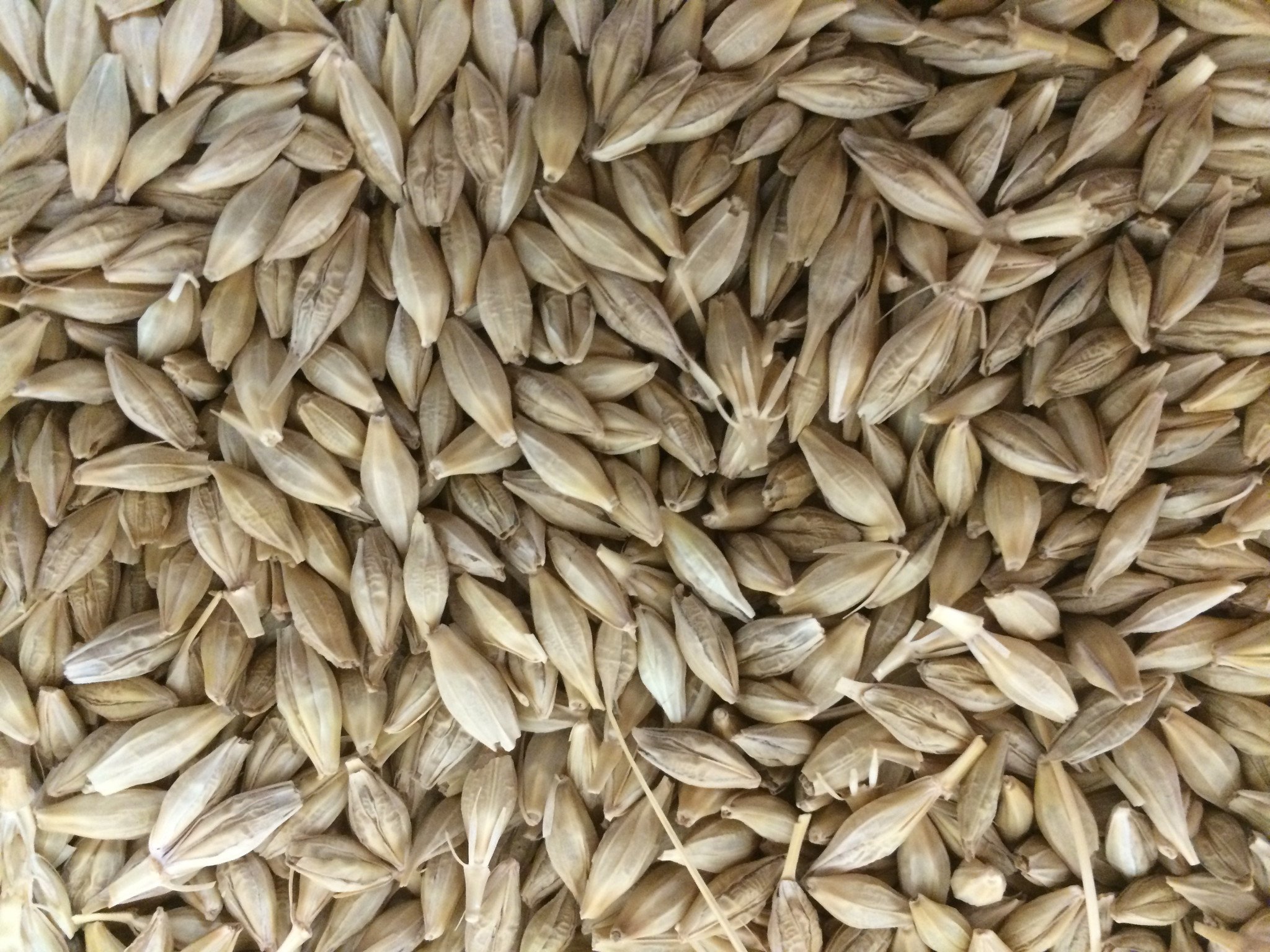 Barley Delivered Anywhere NSW See Prices Below Grain Seed Barley Delivered Anywhere NSW See Prices Below Grain Seed