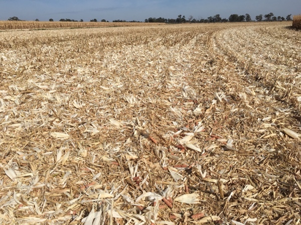 Maize Stubble Straw Mulch | Hay & Fodder - Straw For Sale