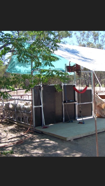 Single shearing stand | Livestock Equipment - Wool and Shearing