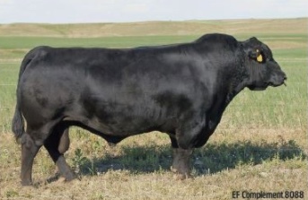 Three top Angus Bulls sire 5738 | Farm Tender "Prime"