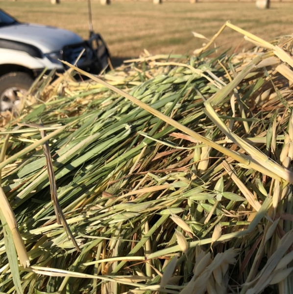 Oaten Hay | Hay & Fodder - Oaten Hay For Sale