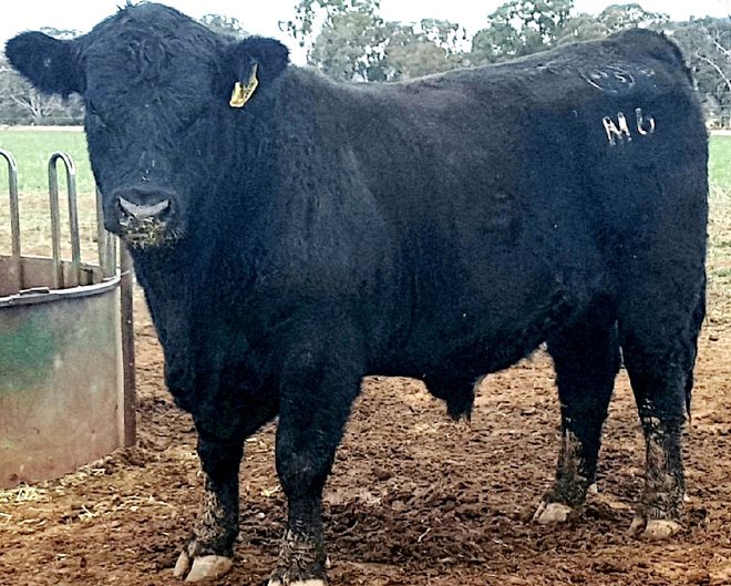 ANGUS STUD BULLS | Livestock - Beef Cattle - Bulls For Sale