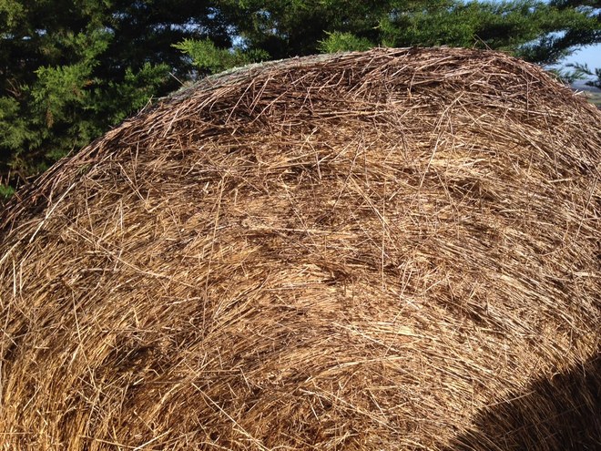 Ryegrass Hay Roundbales Hay And Fodder Pasture Hay For Sale