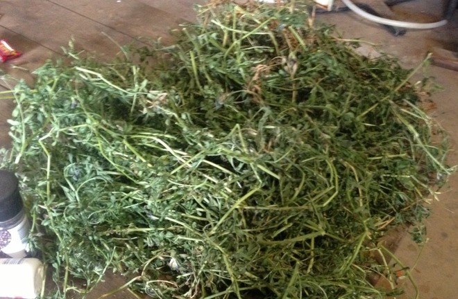 Small Squares Vetch Hay For Sale! | Hay & Fodder - Vetch Hay