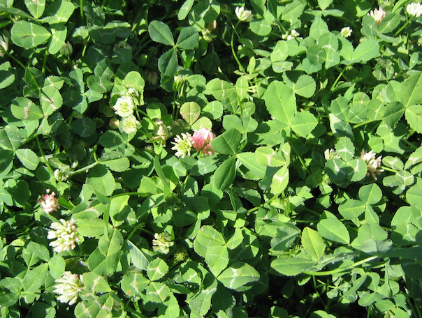 Bolta Balansa Clover | Grain & Seed - Pasture Seed - Clover For