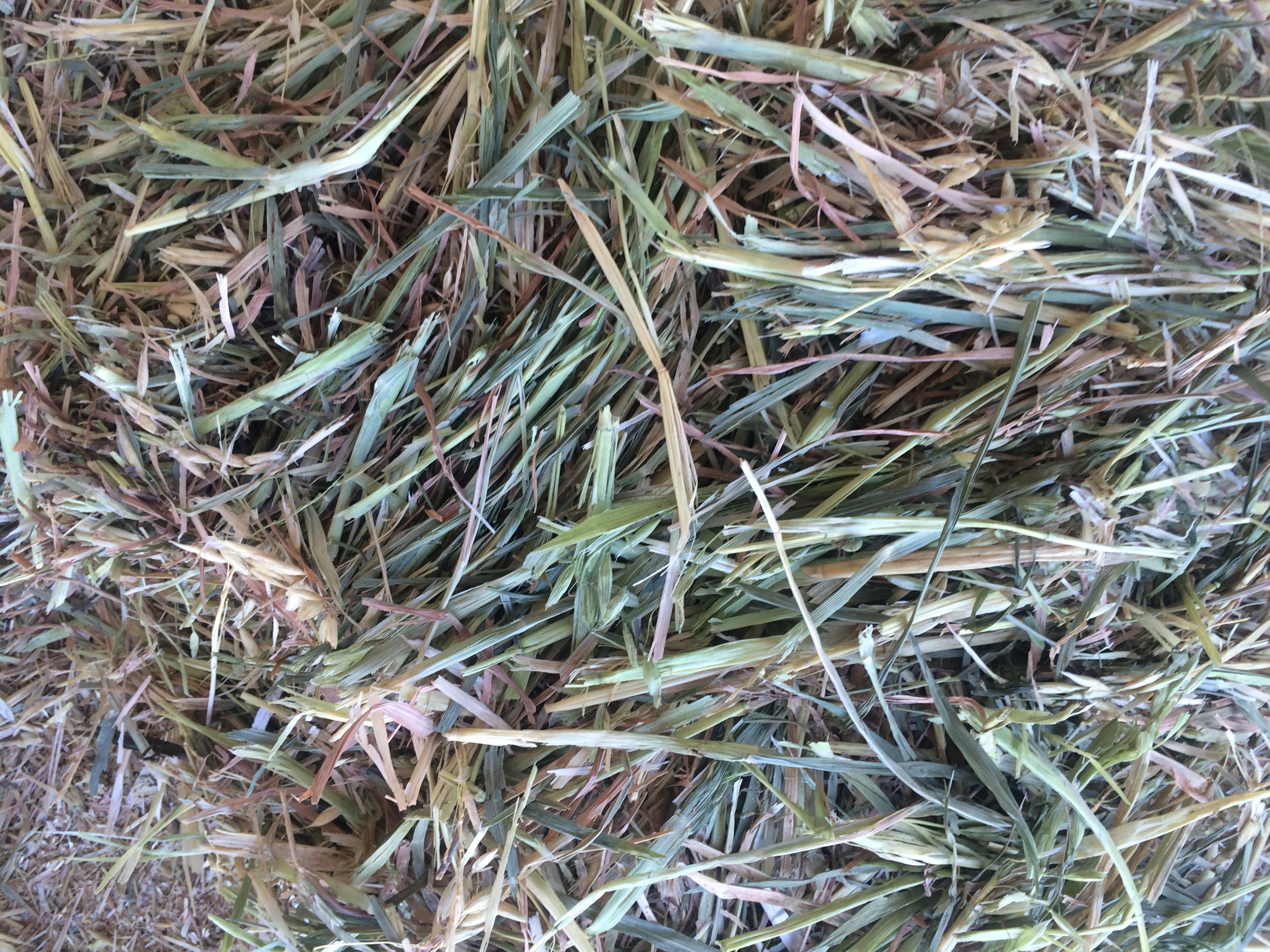 Top Grade Oaten Hay For Sale in 8x4x3's | Hay & Fodder