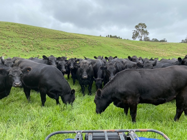 Angus Heifers | Livestock - Beef Cattle - Heifers For Sale