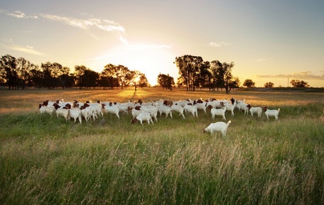 The story of The Gourmet Goat Lady | Farm Tender "Prime"