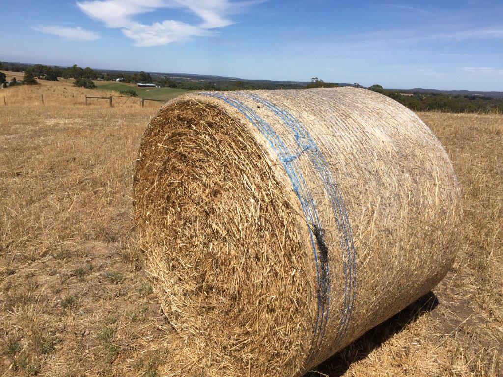 Weed Free Rye Hay 5x4 Rounds Hay And Fodder Rye Grass Hay For