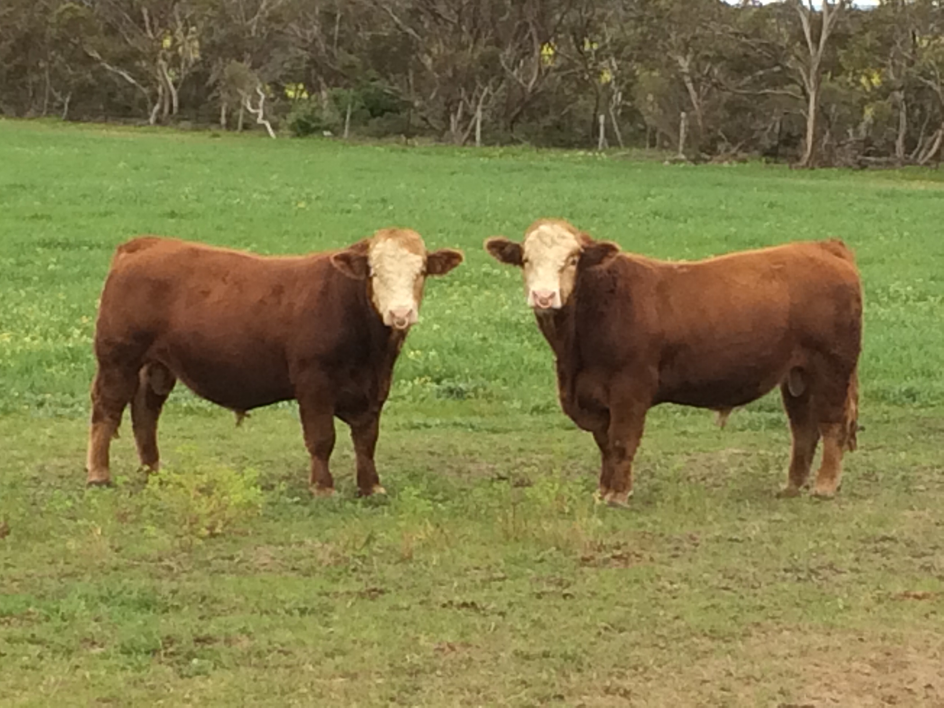 3 x STUD POLLED SIMMENTAL BULLS | Livestock - Beef Cattle - Bulls