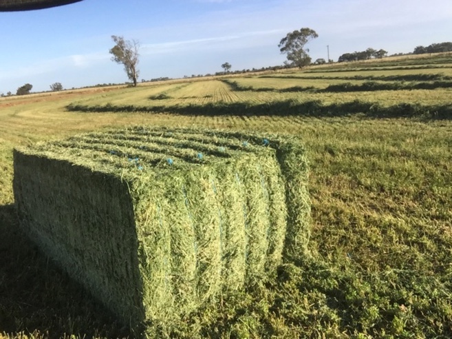 8x4x3 Lucerne hay for sale | Hay & Fodder - Lucerne | Farm Tender