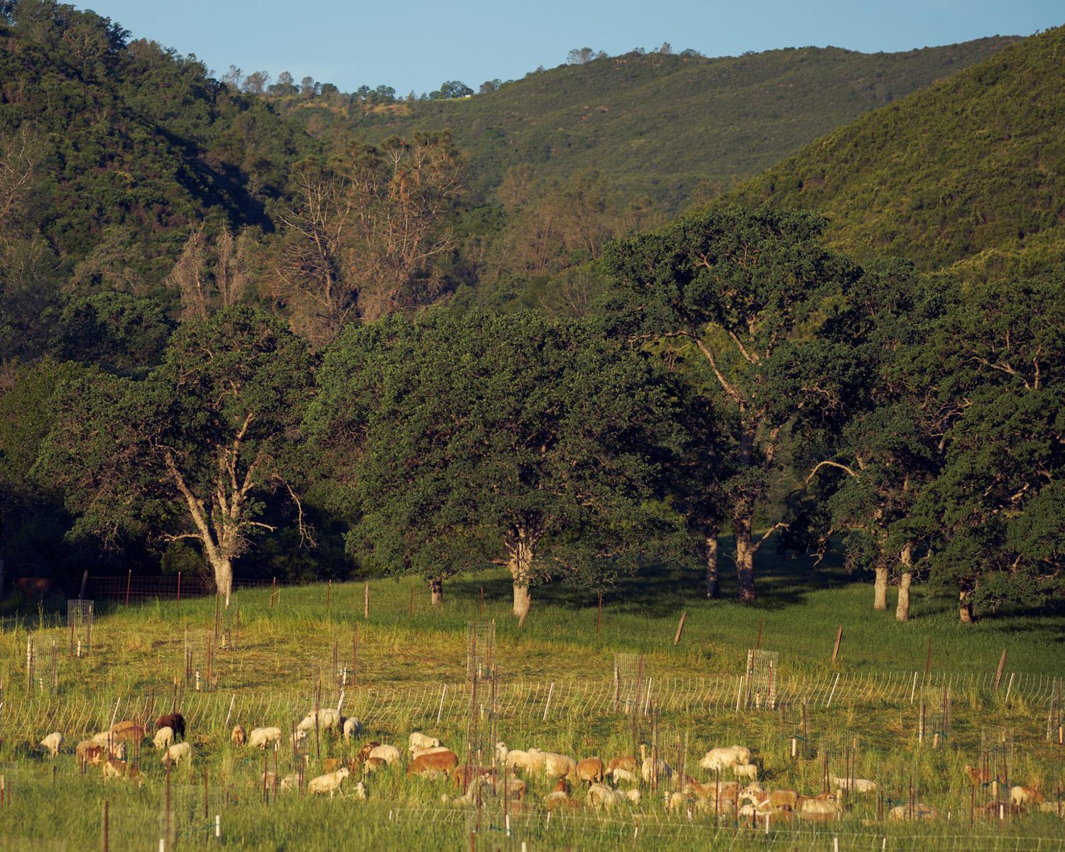 Pasture 42 - FarmMatch