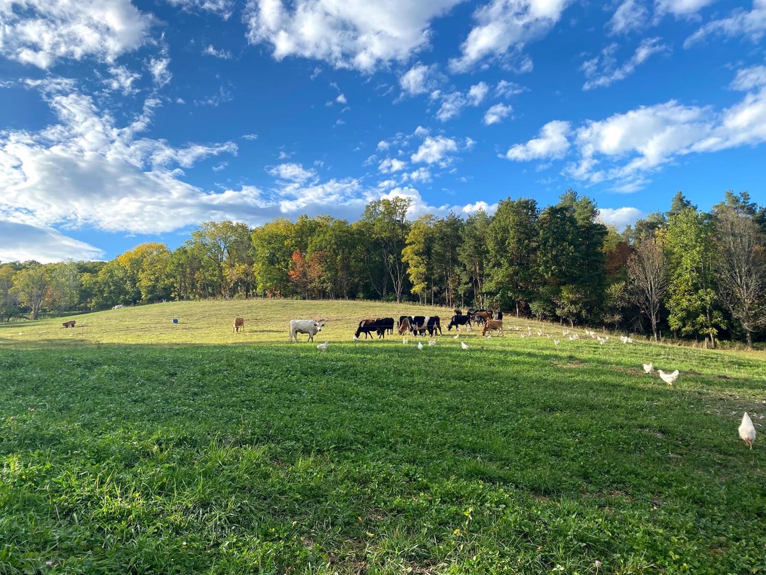 100% Grass-Fed, Organic, A2A2 Jersey Cows Milk is our specialty!