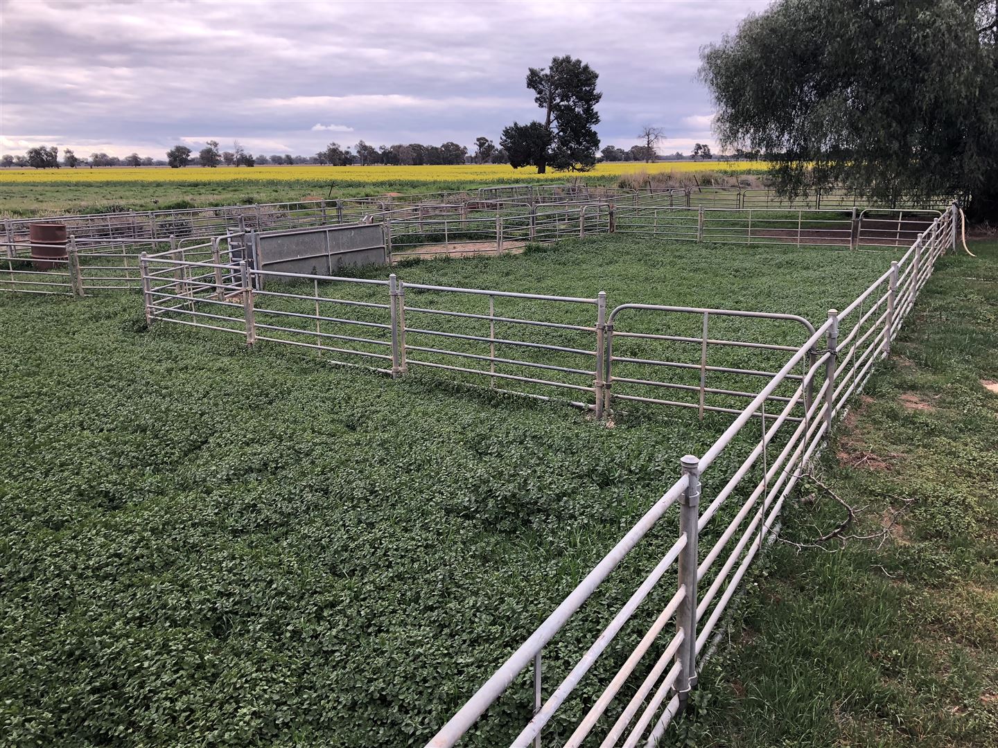 Farm For Sale in Blighty, NSW 2713 | . Reatta