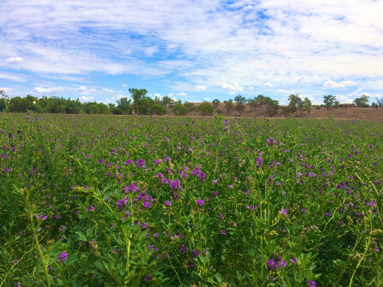 Farm For Sale in Billimari, NSW 2804 | 'bayview' Windowrie Road