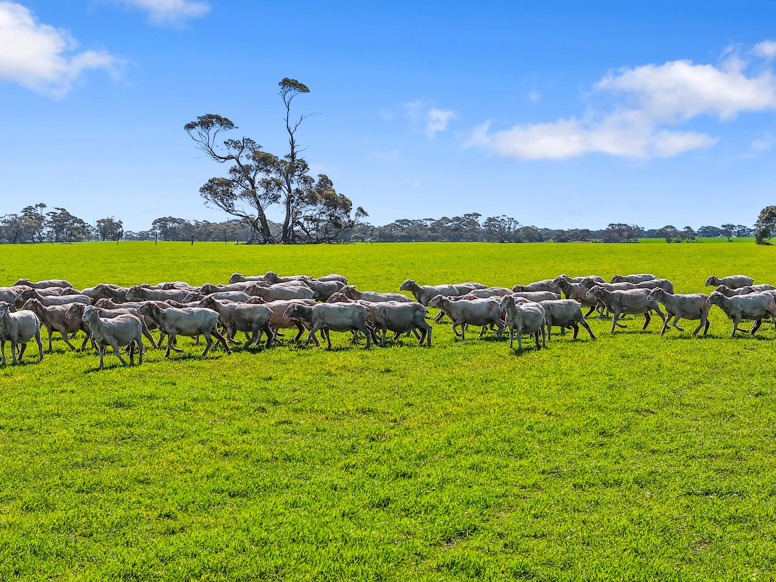Farms For Sale in SA - View Current Farm Listings For Sale