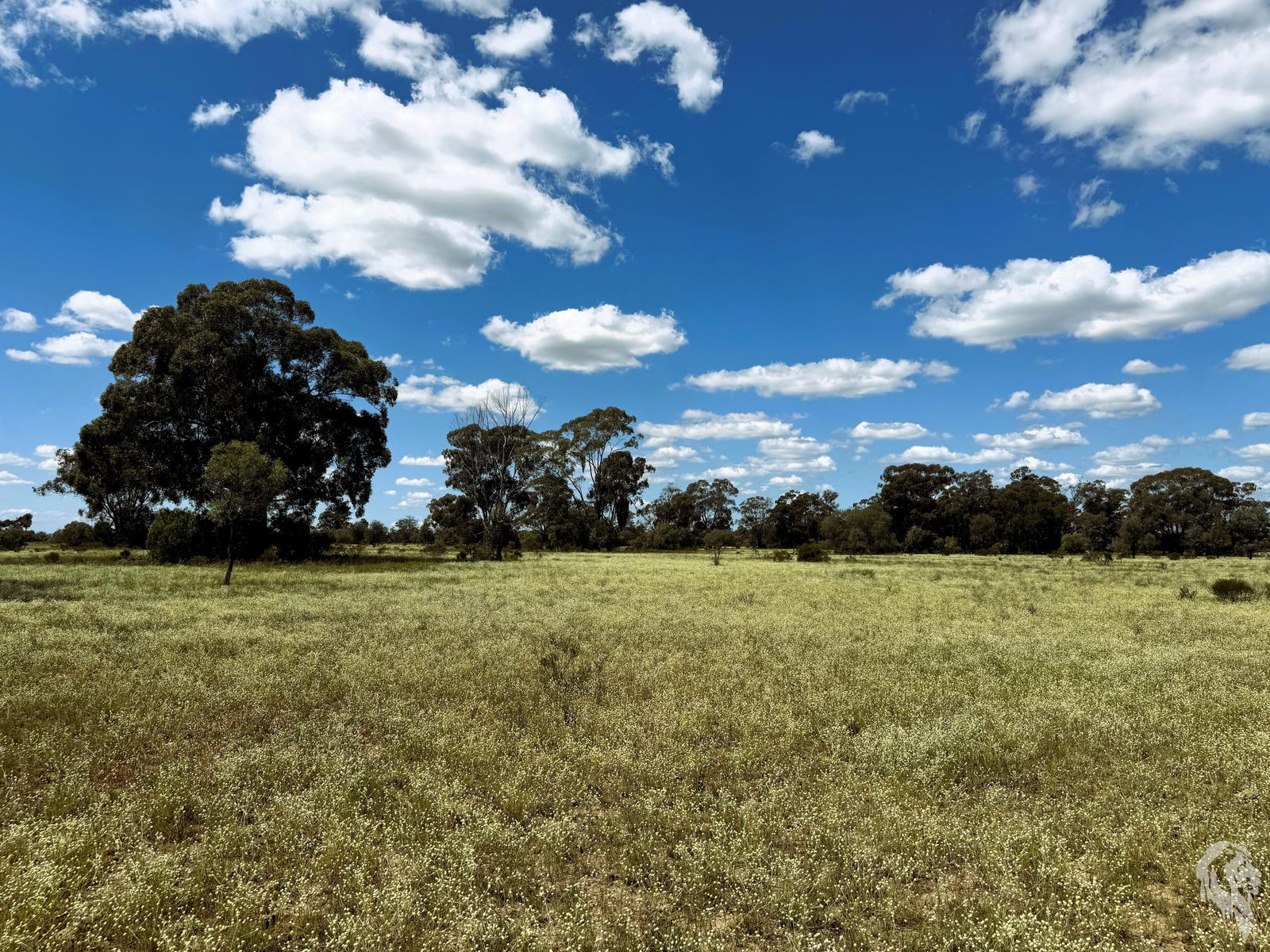 Farm For Sale in Wee Waa, NSW 2388 | 1857 Stumpy Lane