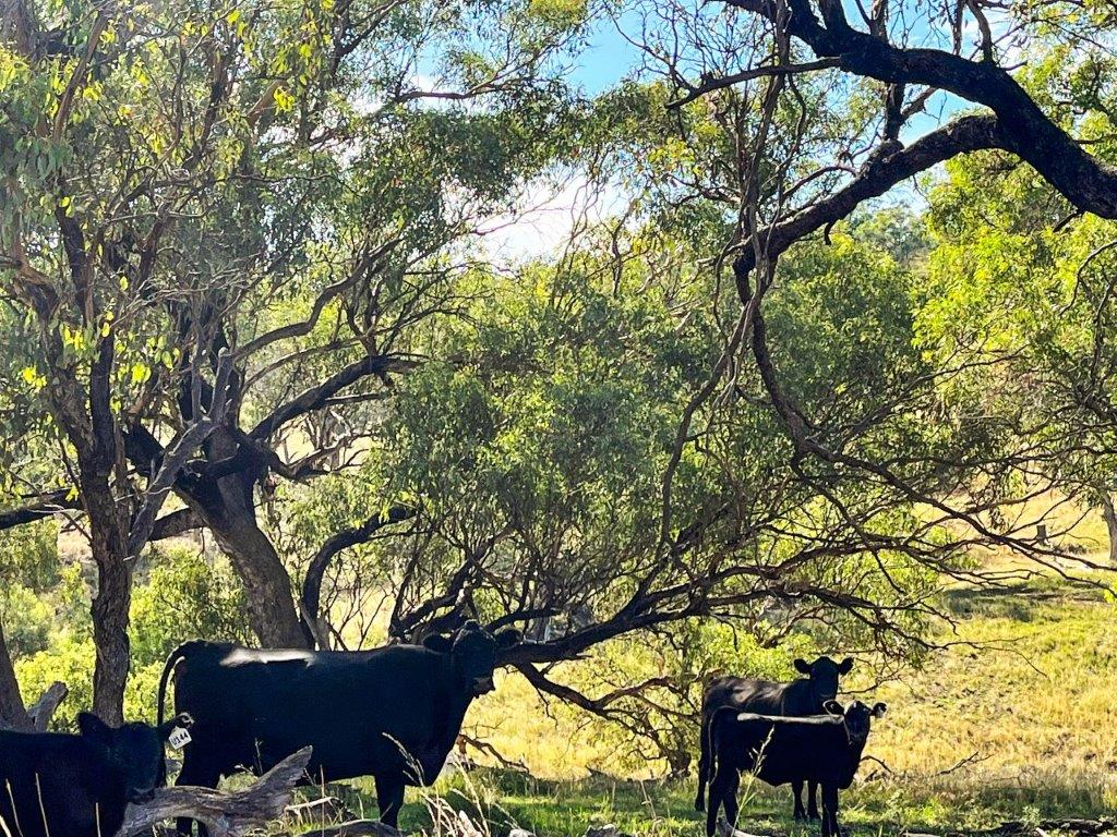 Farm For Sale in Willow Tree, NSW 2339 | 171 Tourles Road