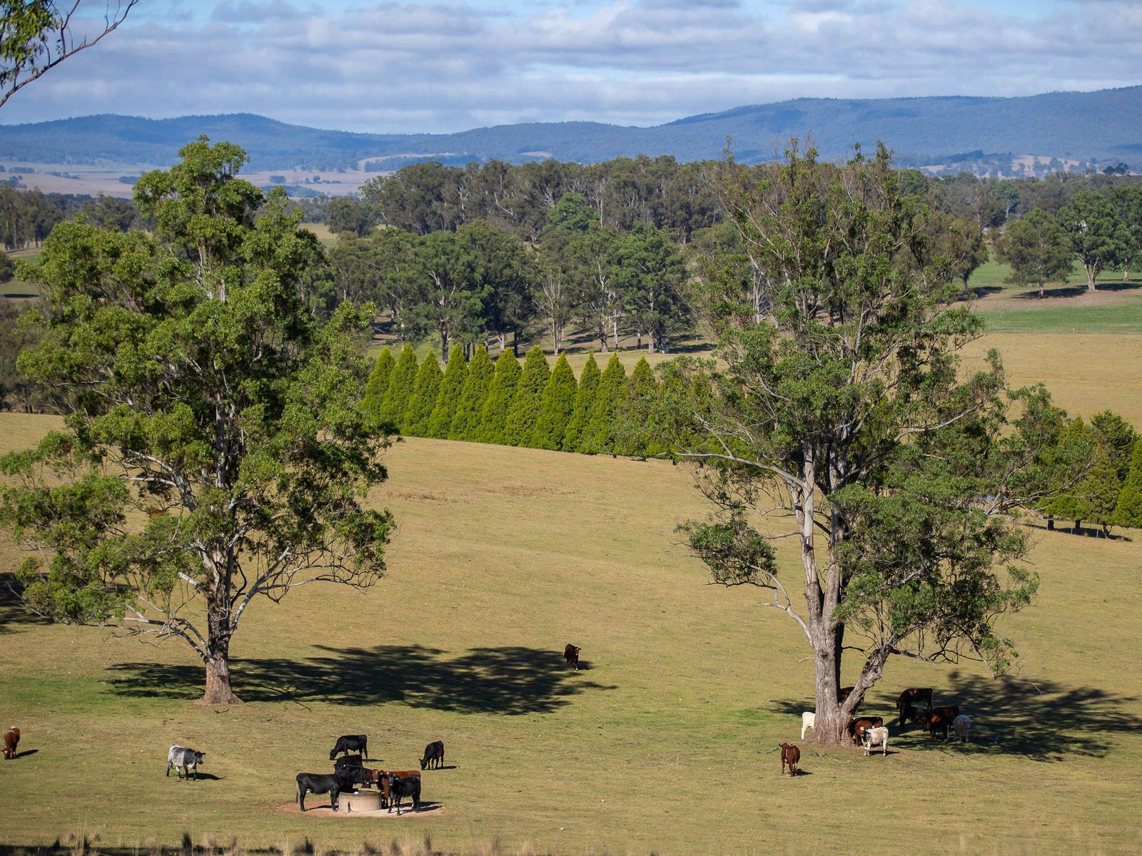 Farm For Sale in Walcha, NSW 2354