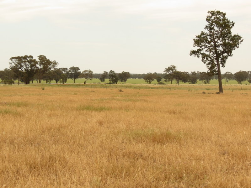 Farm For Sale in Temora, NSW 2666 | "hillview" Goldfields Way