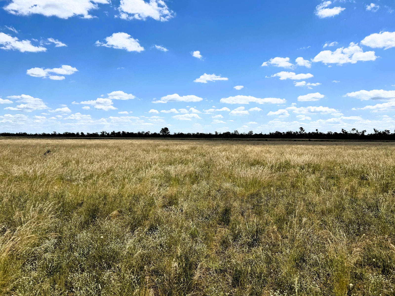 Farm For Sale in Wee Waa, NSW 2388 | 1857 Stumpy Lane