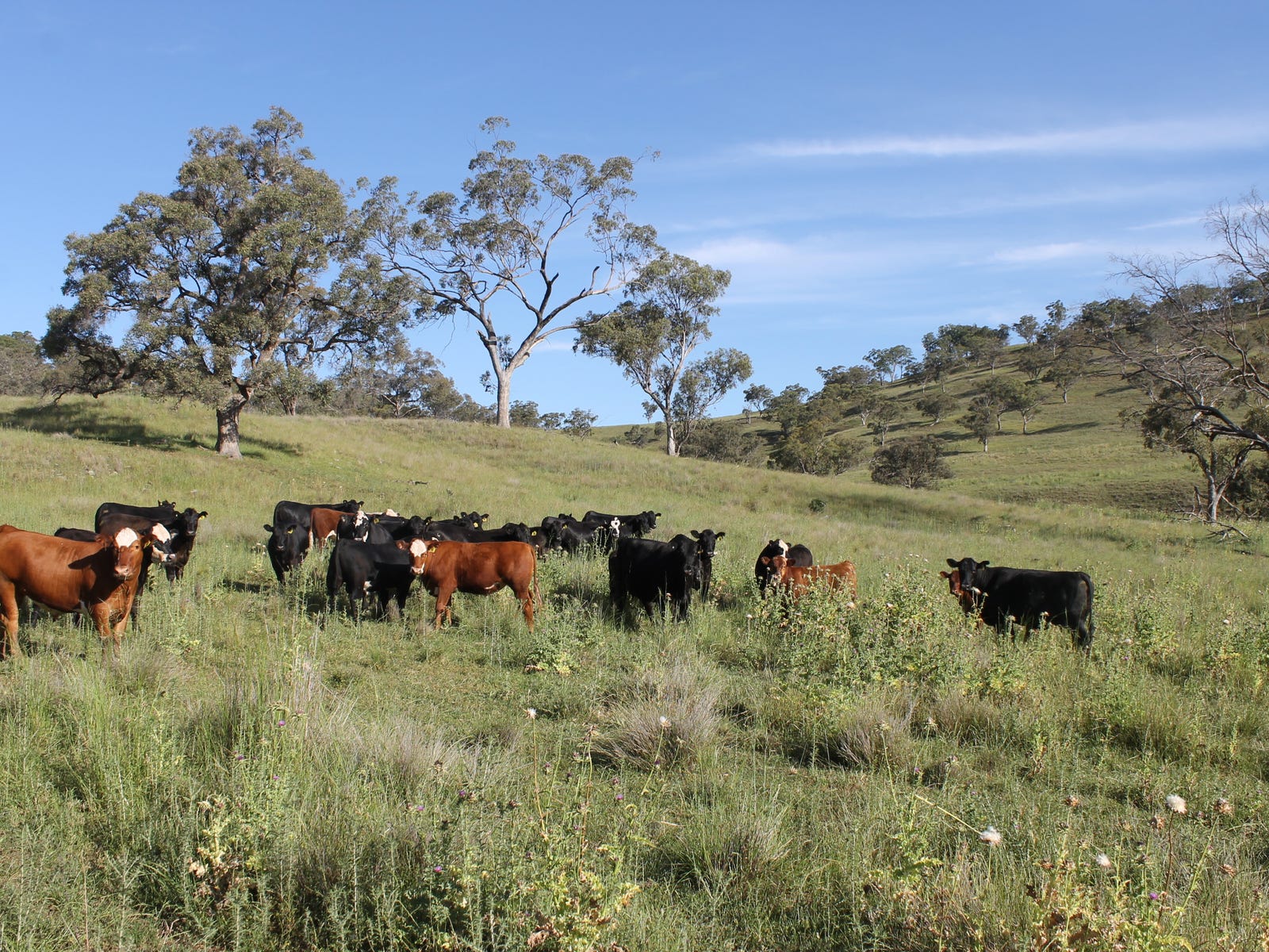 Farm For Sale in Cassilis, NSW 2329 | Golden Hwy